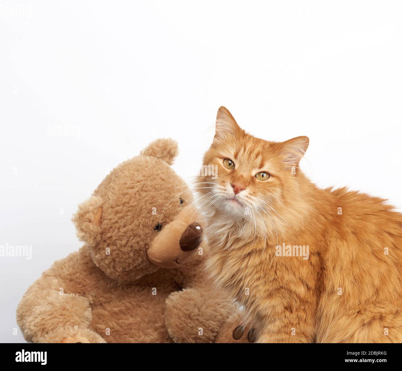 adult ginger cat and big teddy bear on a white background, close up ...