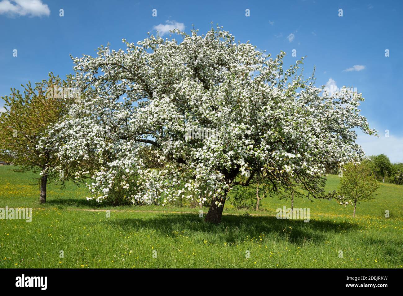 Large, lush flowering apple tree in a meadow Stock Photo - Alamy