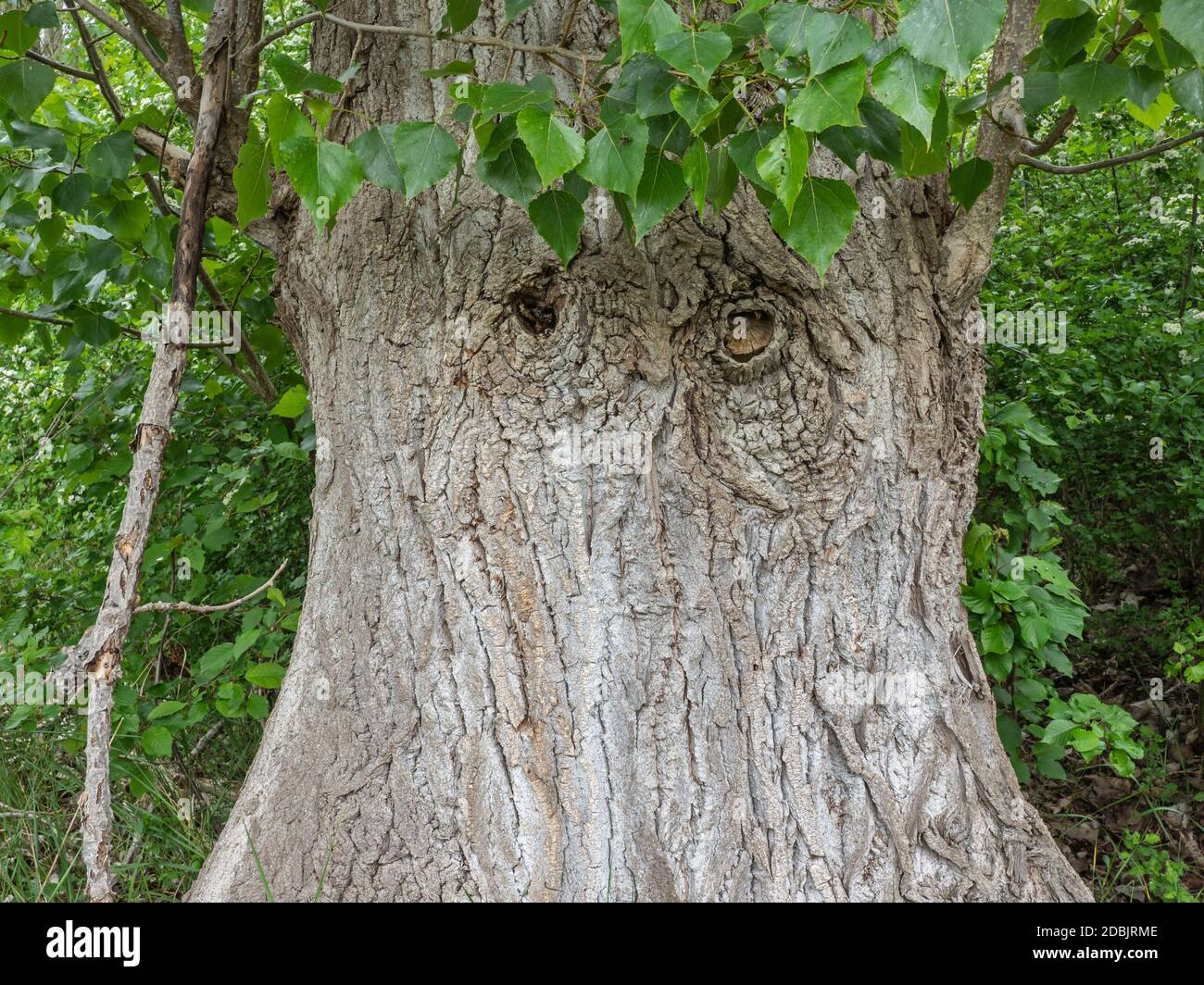 Old tree trunk with knotholes Stock Photo - Alamy