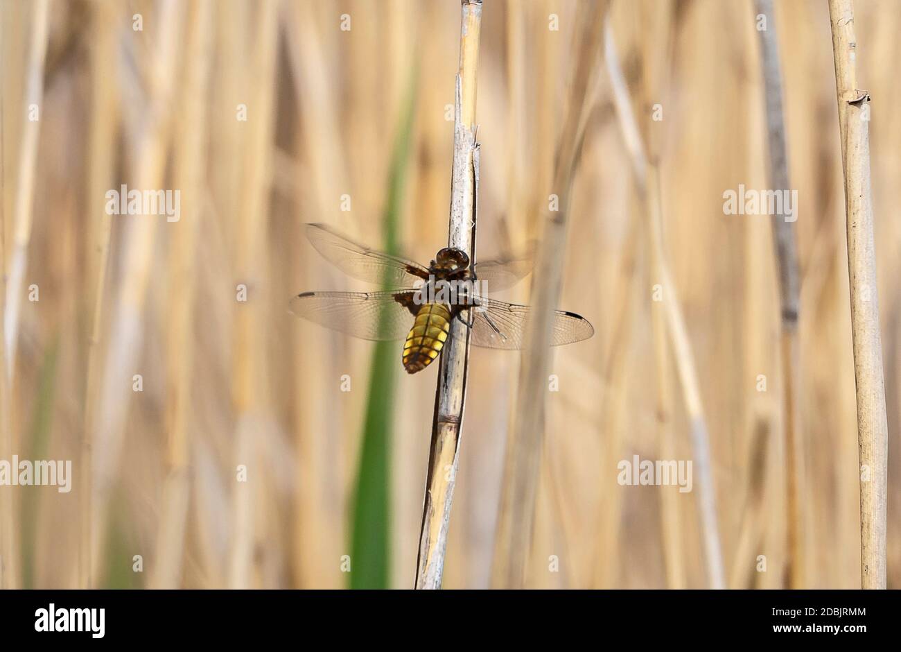 Dragonfly sitting on the reed Stock Photo - Alamy