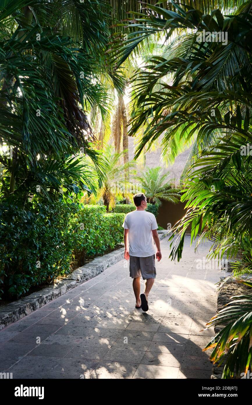 Man walking on a sidewalk through a mature palm tree garden, Cozumel ...