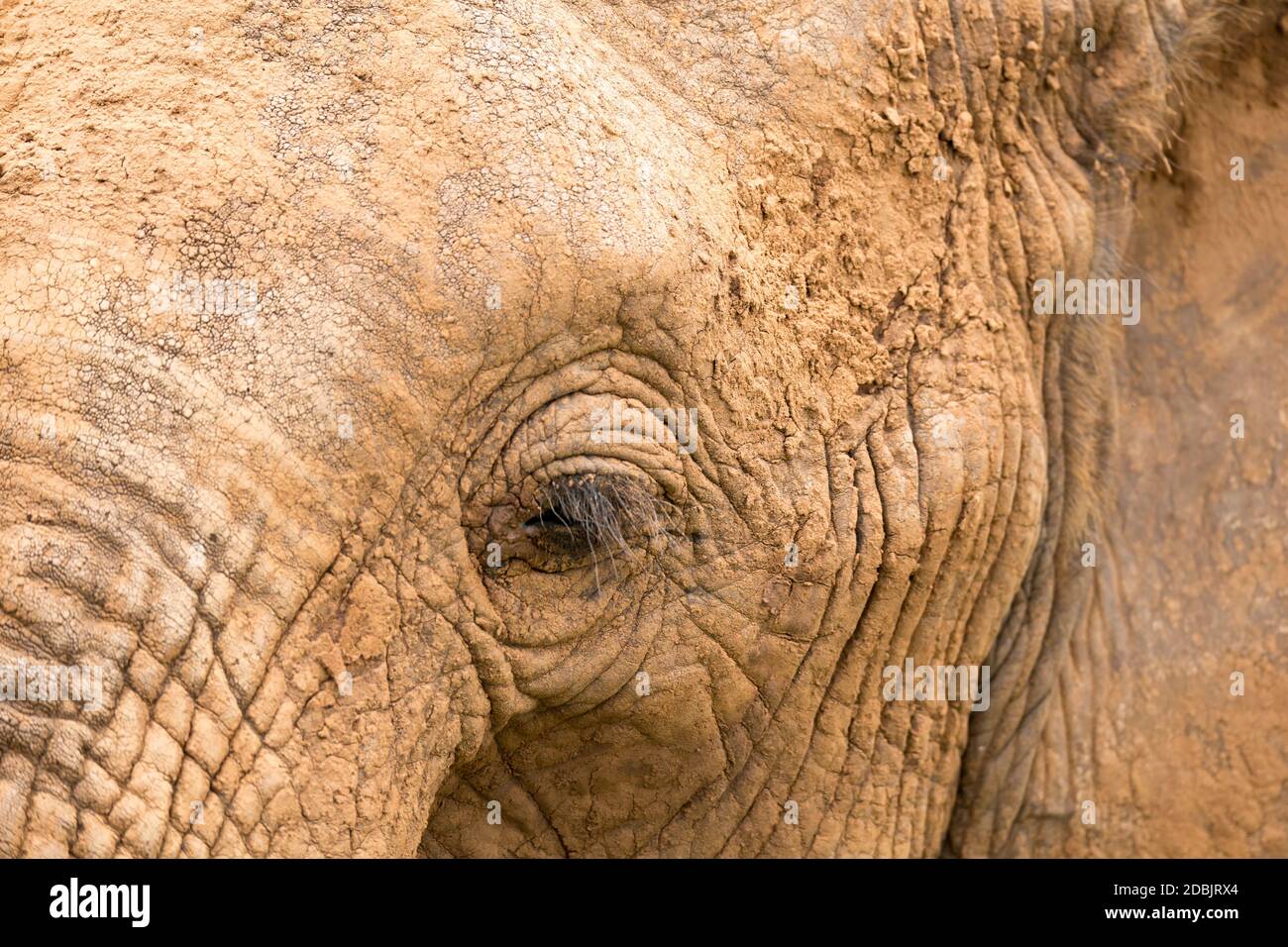 A close-up of the face of a big elephant Stock Photo - Alamy