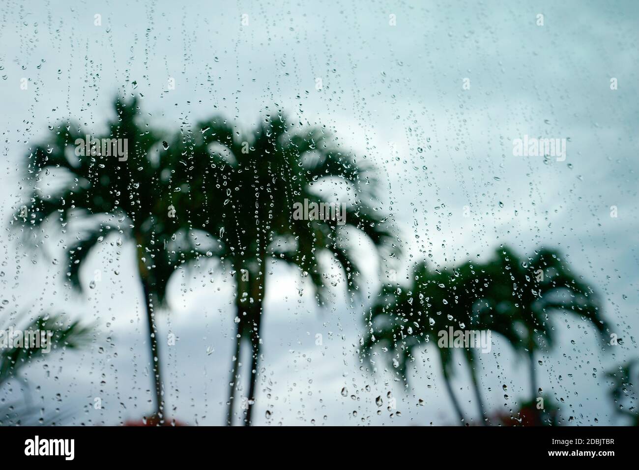 Palm trees behind window during rain Stock Photo - Alamy