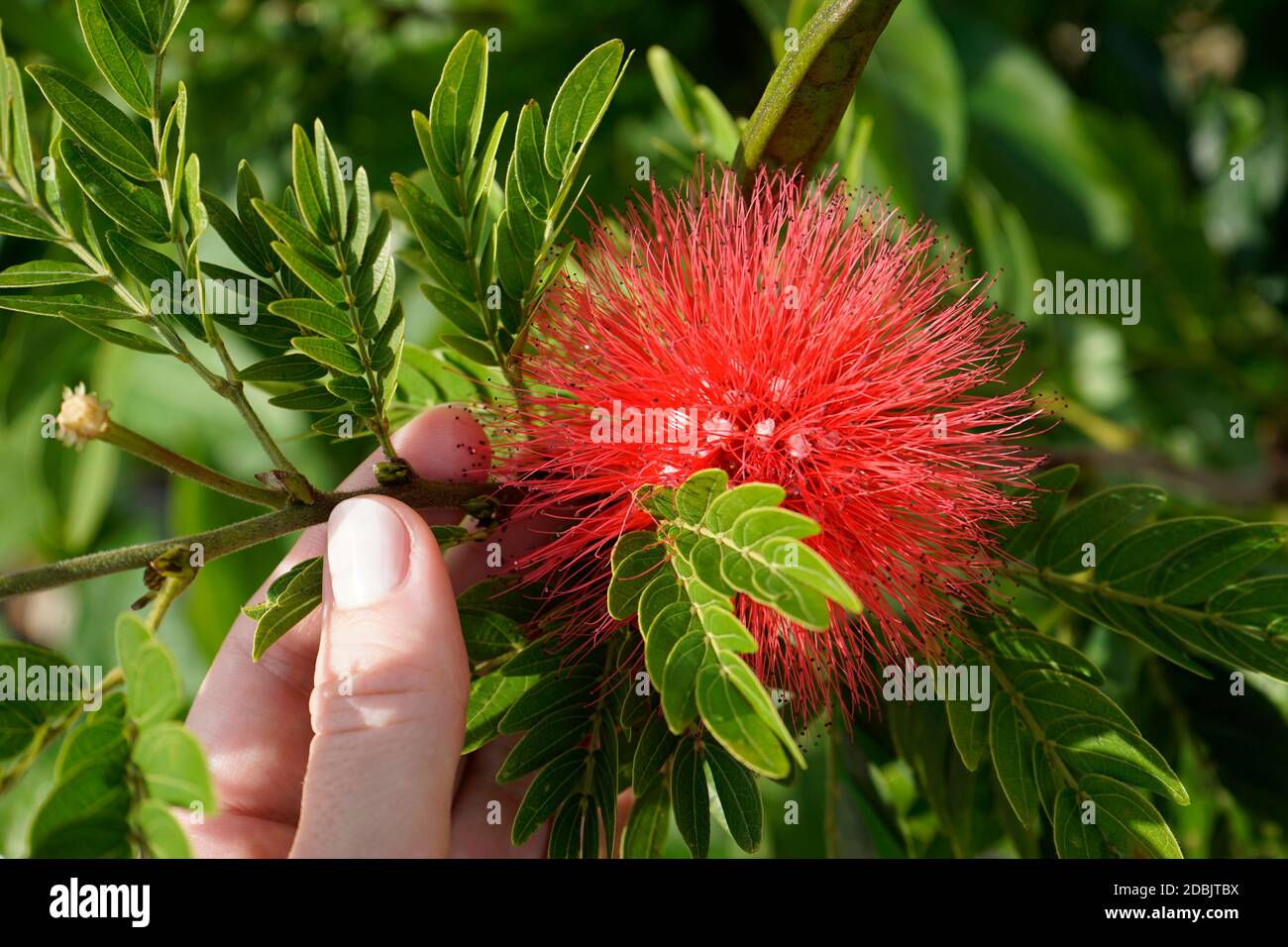 Red Mimosa flower Stock Photo - Alamy
