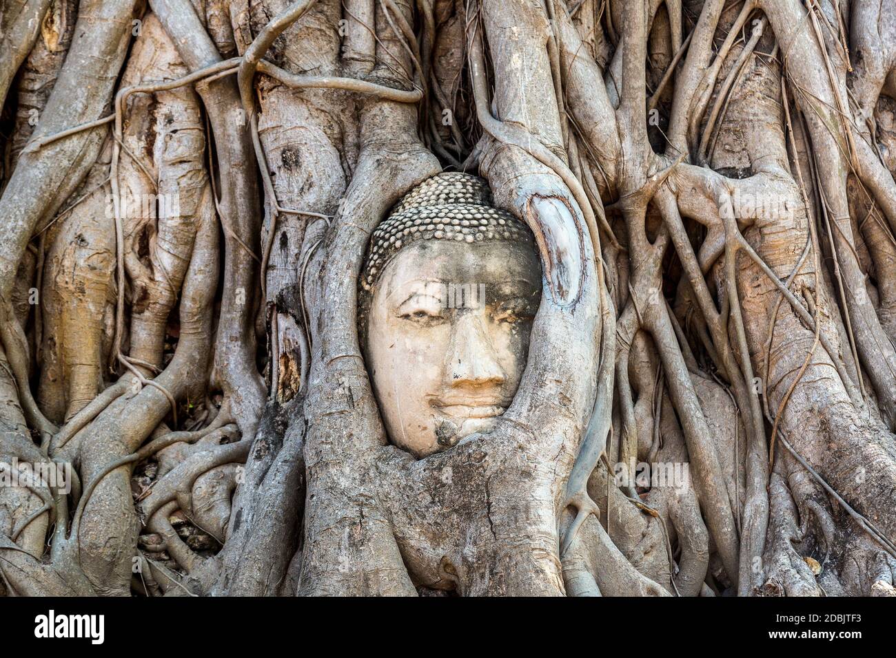 Ayutthaya Head of Buddha statue in tree roots, Wat Mahathat temple ...