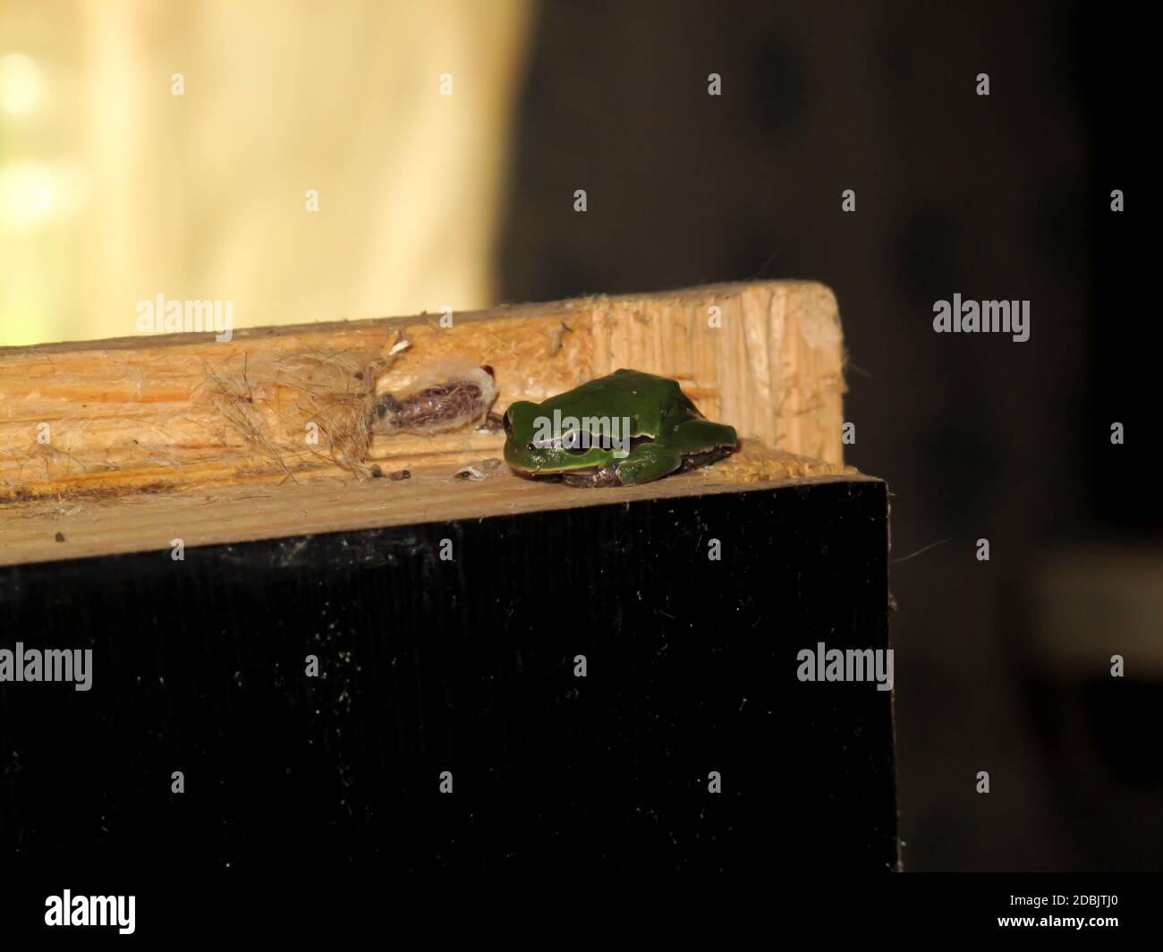 Closeup of one green tree frog sitting on wood. A treefrog in summer ...