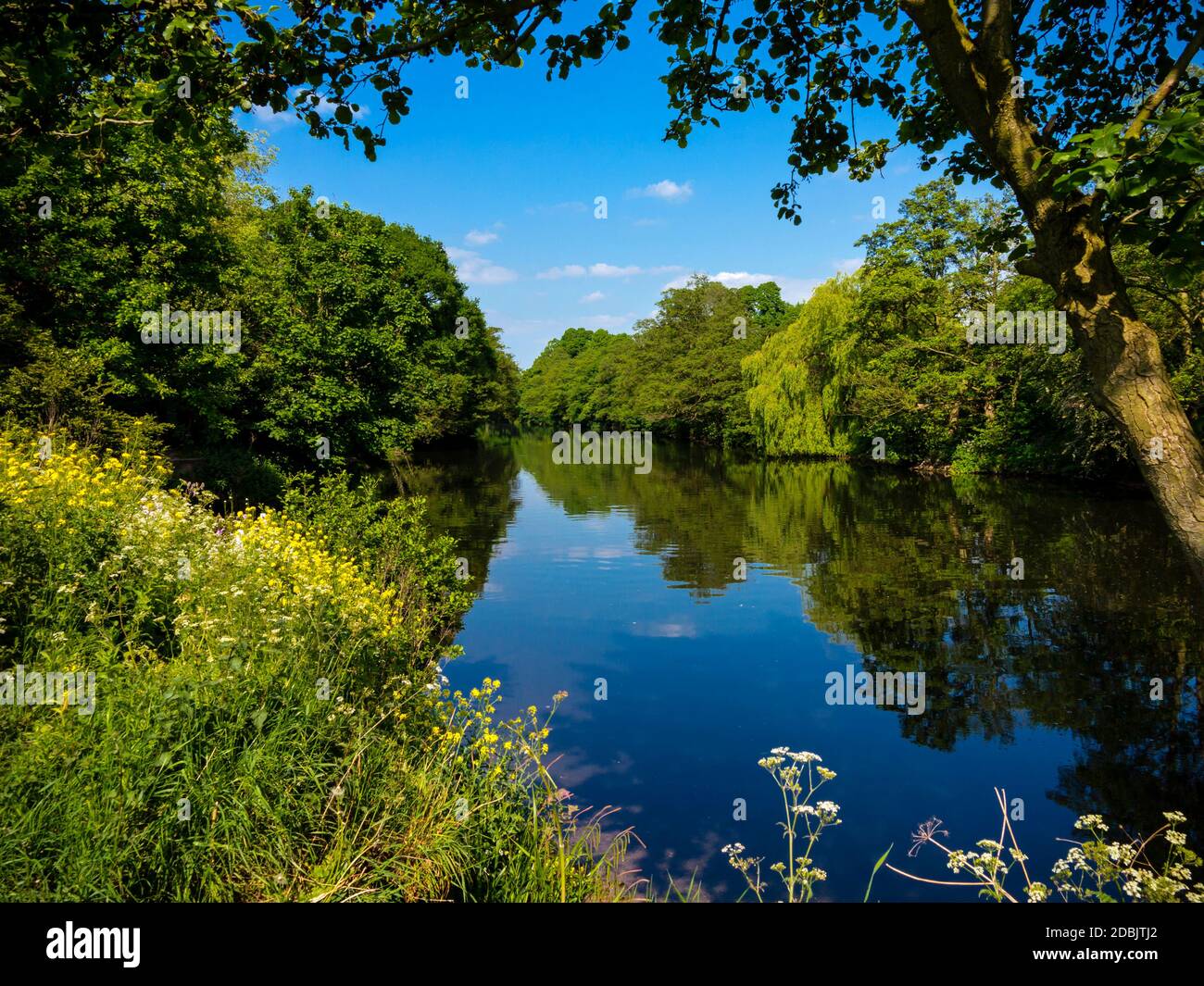 Summer view of the River Derwent at Darley Abbey near Derby England UK ...