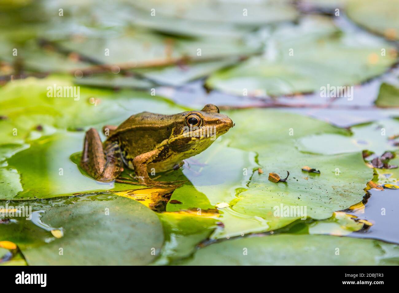 Frog sitting on lotus flower hi-res stock photography and images - Alamy