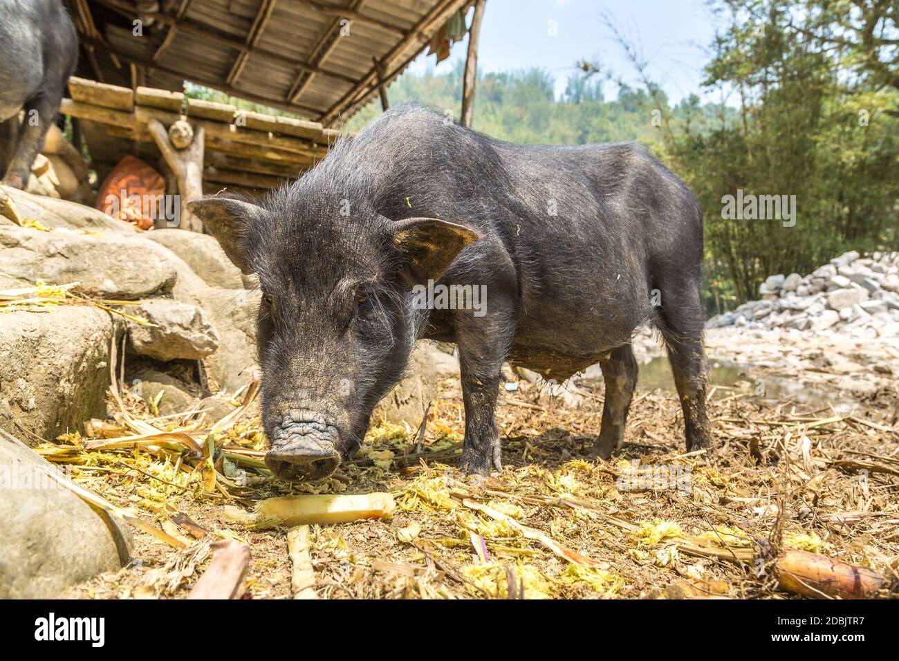 China pig farm hi-res stock photography and images - Alamy