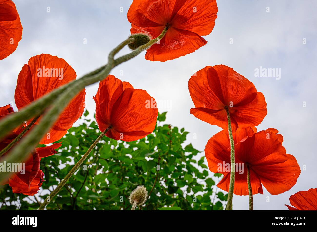 Poppybloom hi-res stock photography and images - Alamy