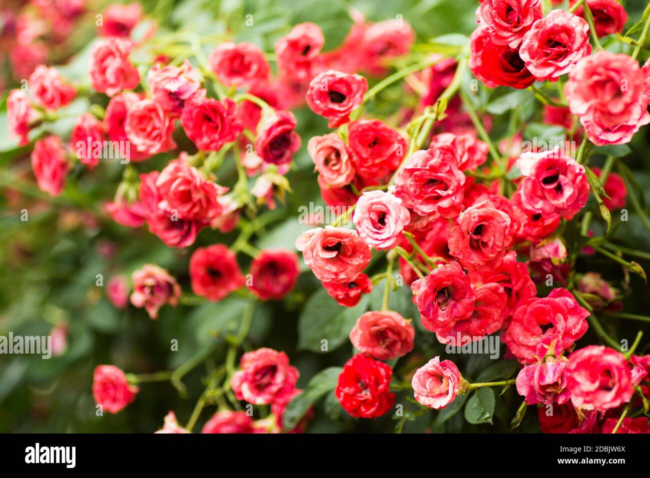 Little flower heads hi-res stock photography and images - Alamy
