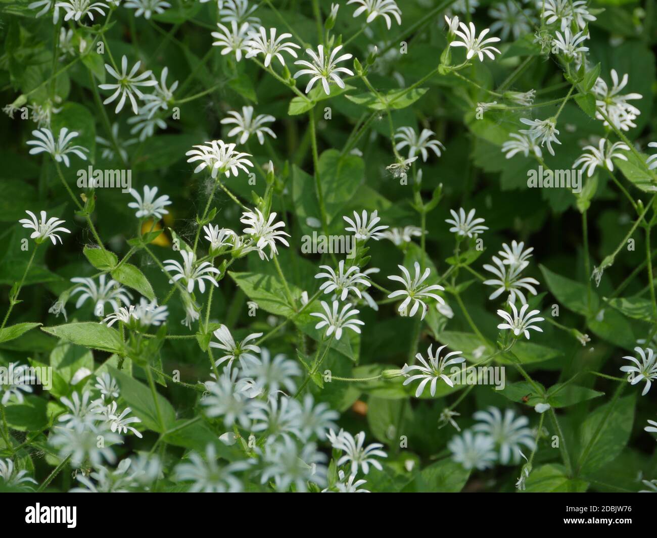 white flowers blooming stellate flower, medicinal plant used in ...