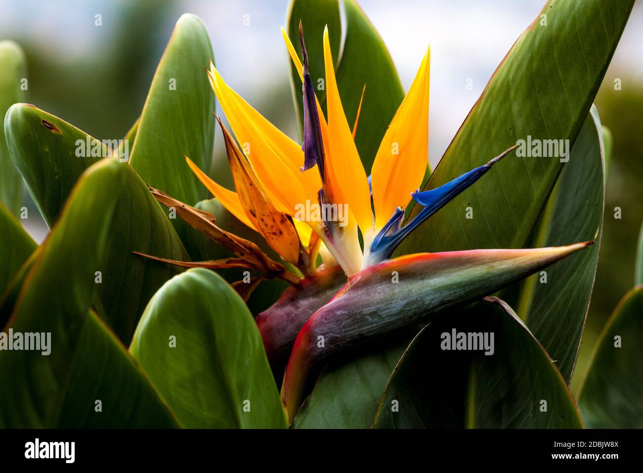 Colorful exotic flowers in a garden Stock Photo - Alamy
