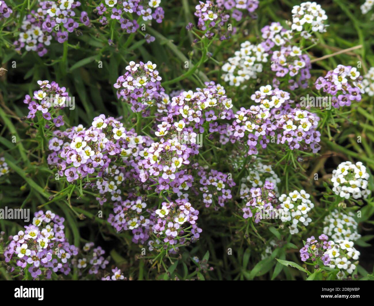 Flowers of white and purple alyssum in the summer garden, natural ...