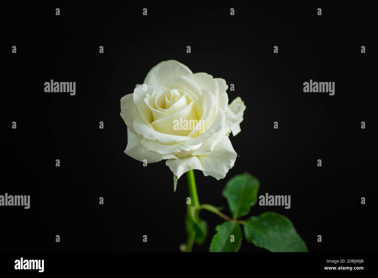 one beautiful white rose on black background Stock Photo - Alamy
