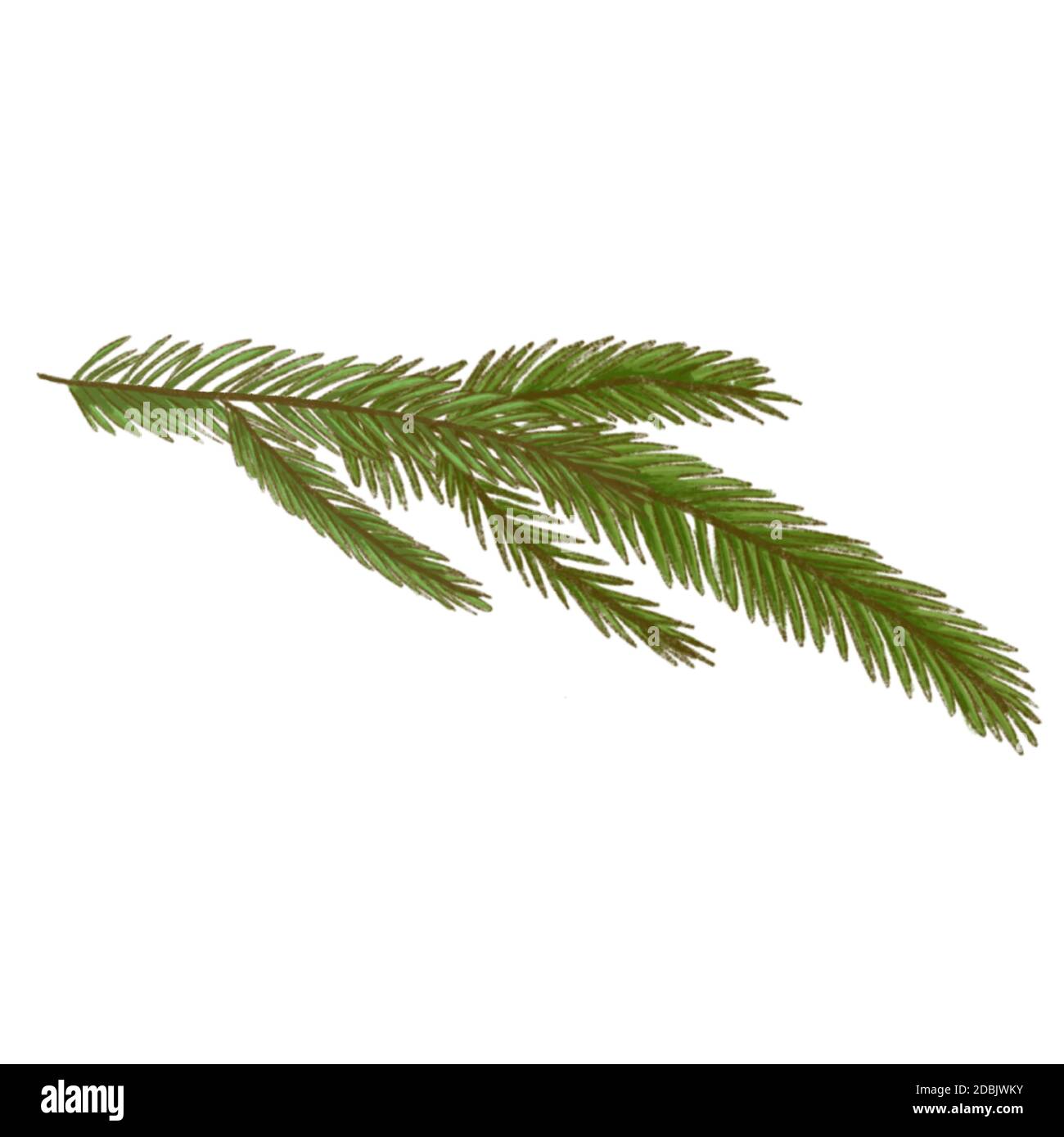 pine branch, green needles, fir twig, cedar offshoot. hand drawn ...