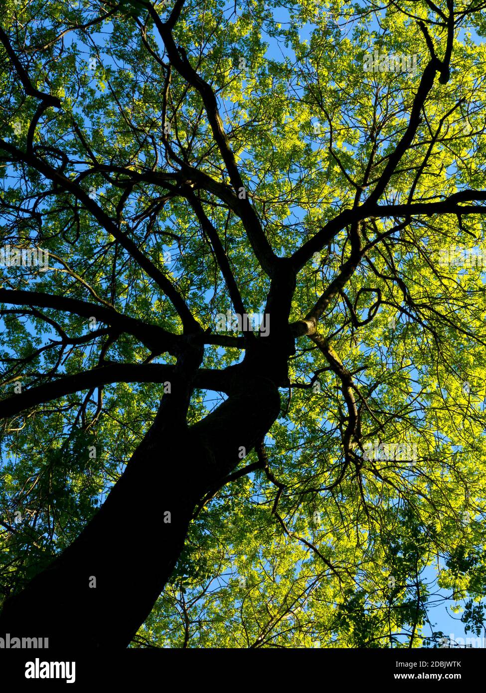 View looking up a tree in summer with green leaves and the trunk in ...