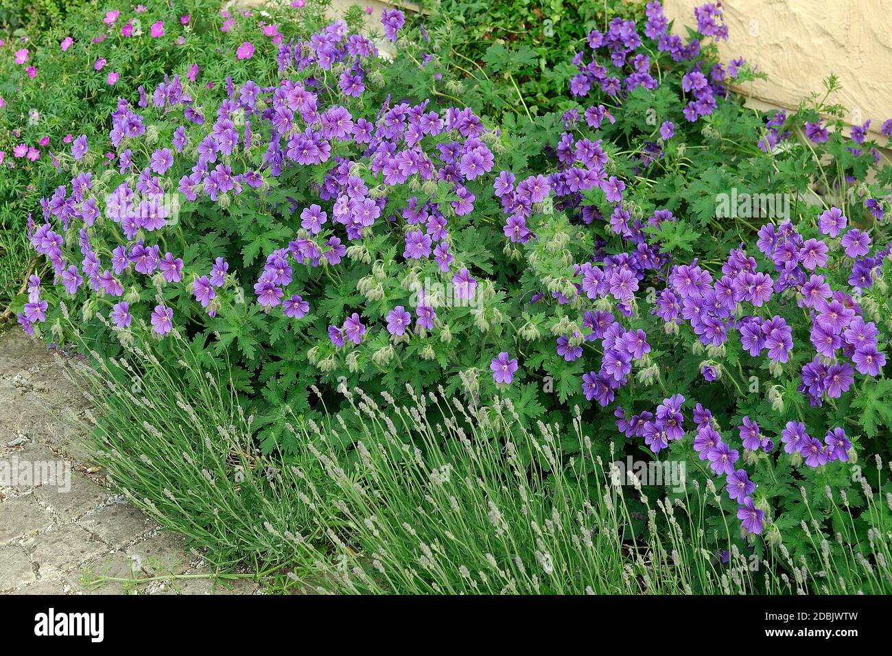 Geranium pratense 'Johnsons Blue' Stock Photo - Alamy