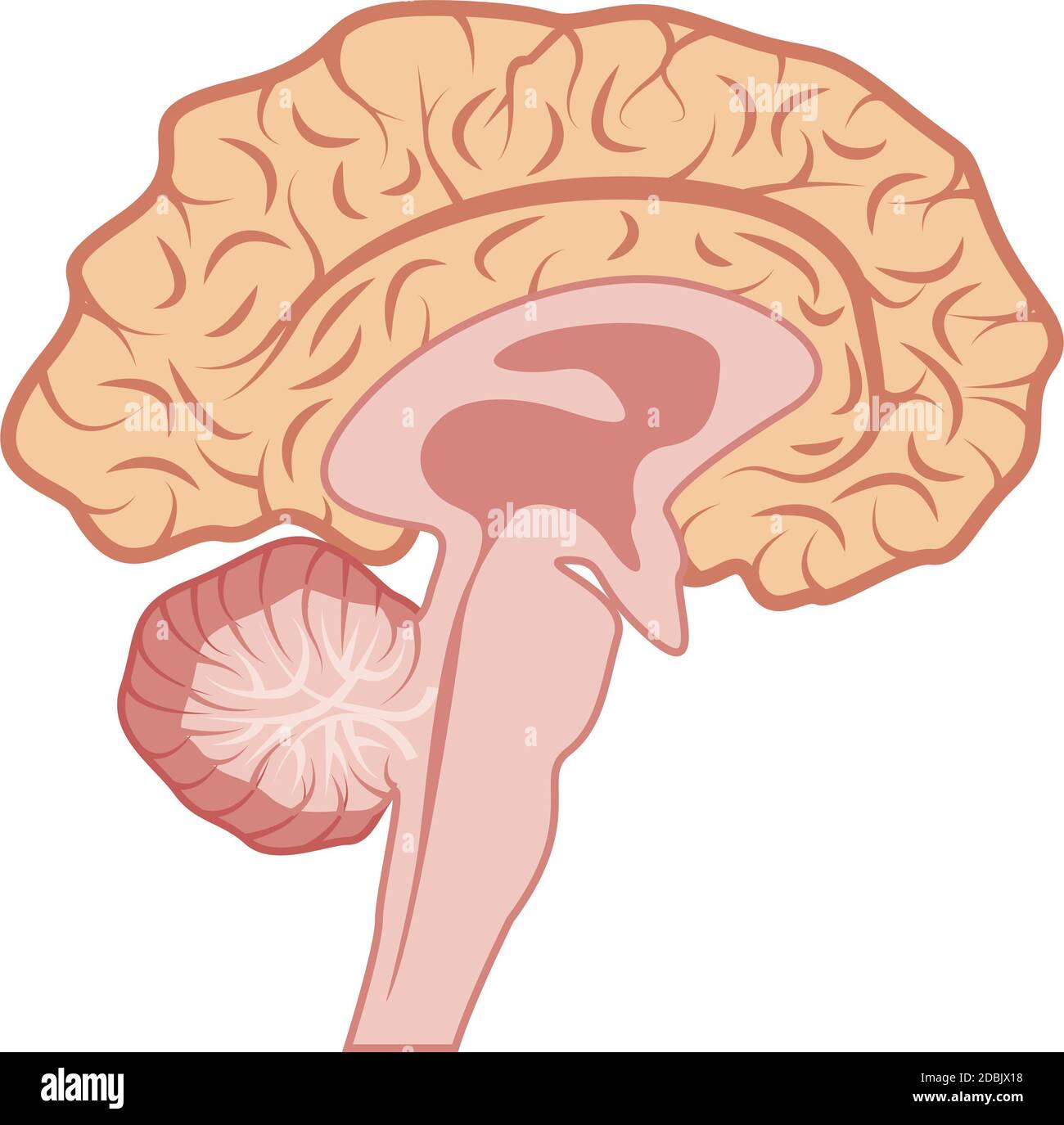 Vector illustration of human sectional brain isolated on a white ...