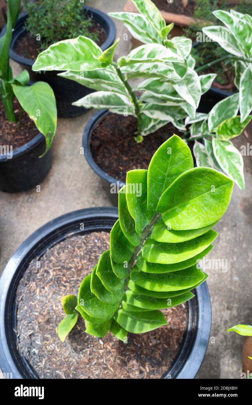Zanzibar Gem plant in exterior garden, stock photo Stock Photo - Alamy