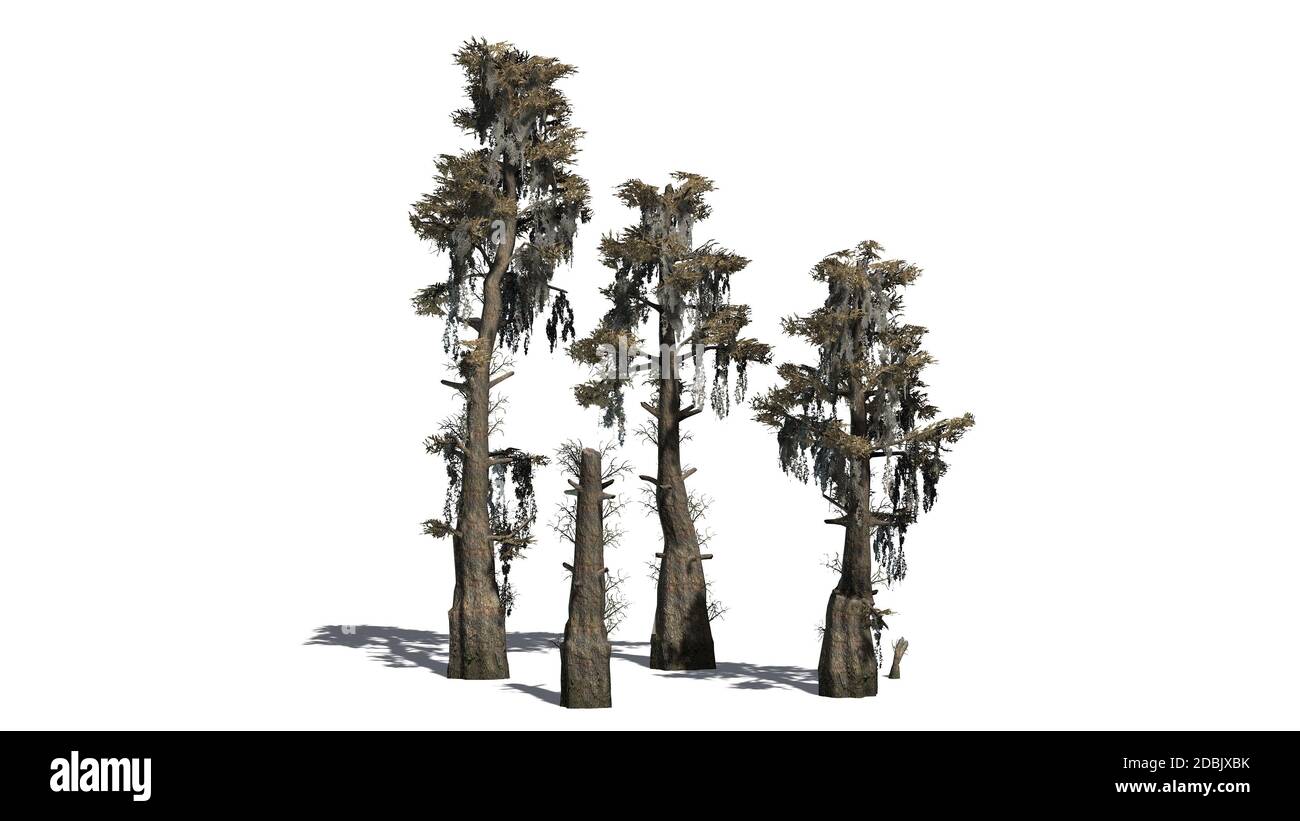 Bald Cypress autumn tree cluster - isolated on white background Stock ...