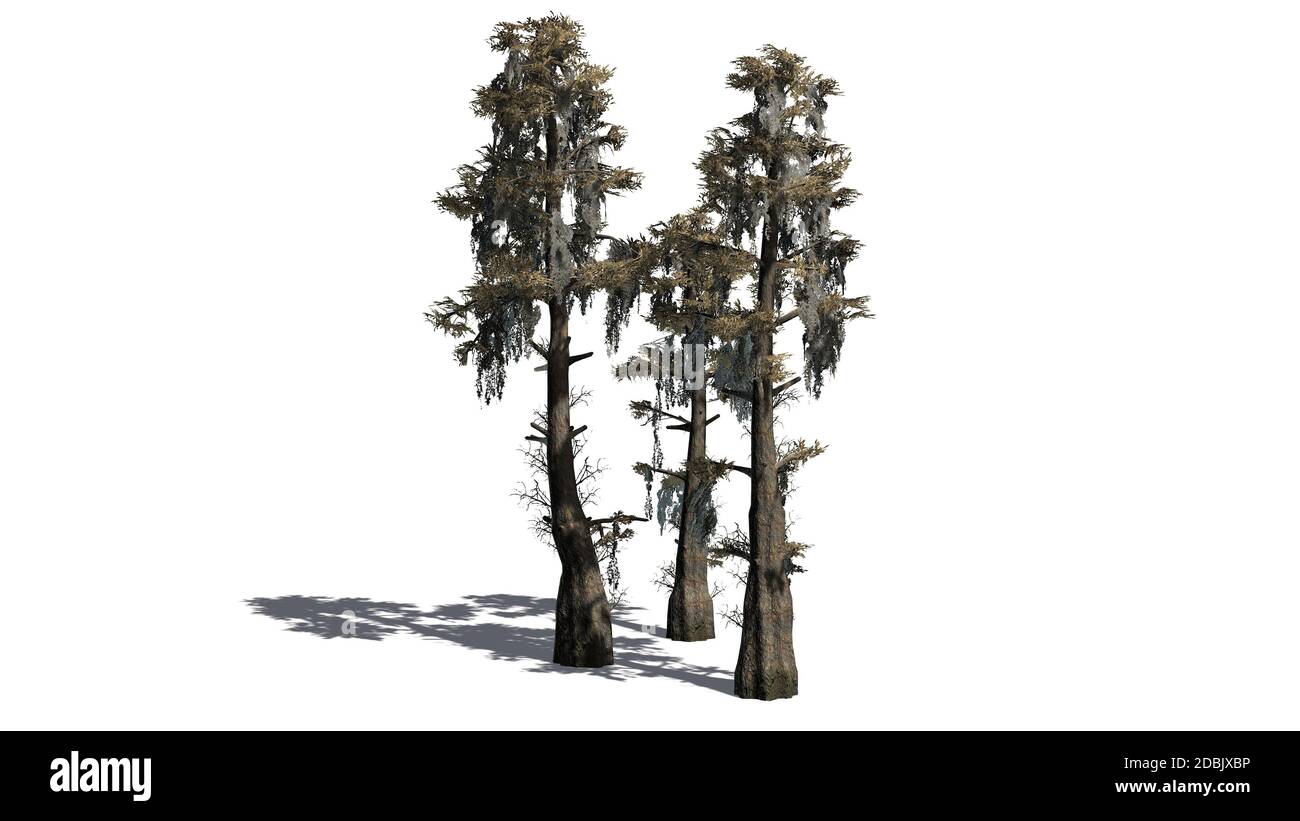 Bald Cypress autumn tree cluster - isolated on white background Stock ...