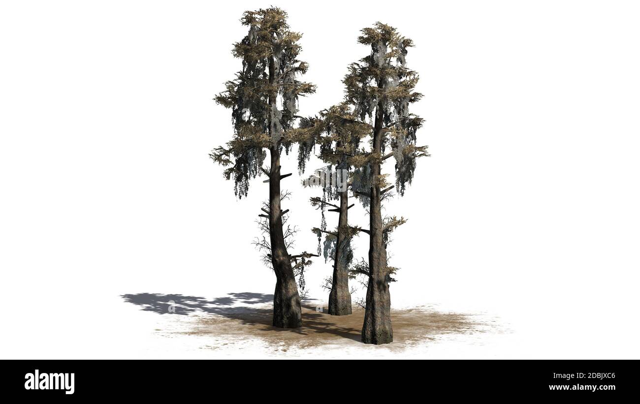 Bald Cypress autumn tree cluster - isolated on white background Stock ...