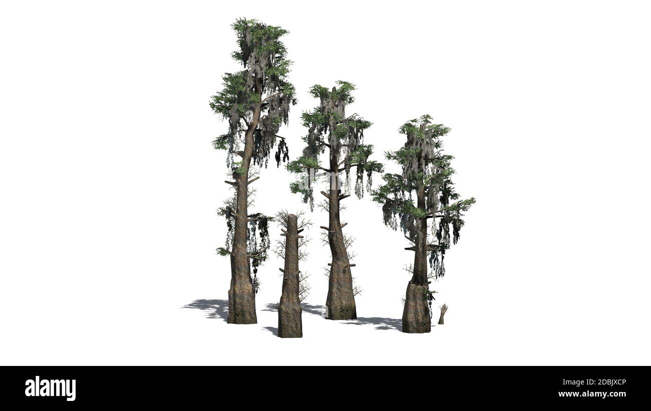 Bald Cypress tree cluster - isolated on white background Stock Photo ...
