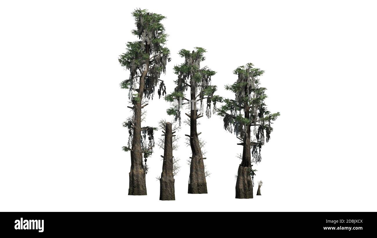 Bald Cypress tree cluster - isolated on white background Stock Photo ...