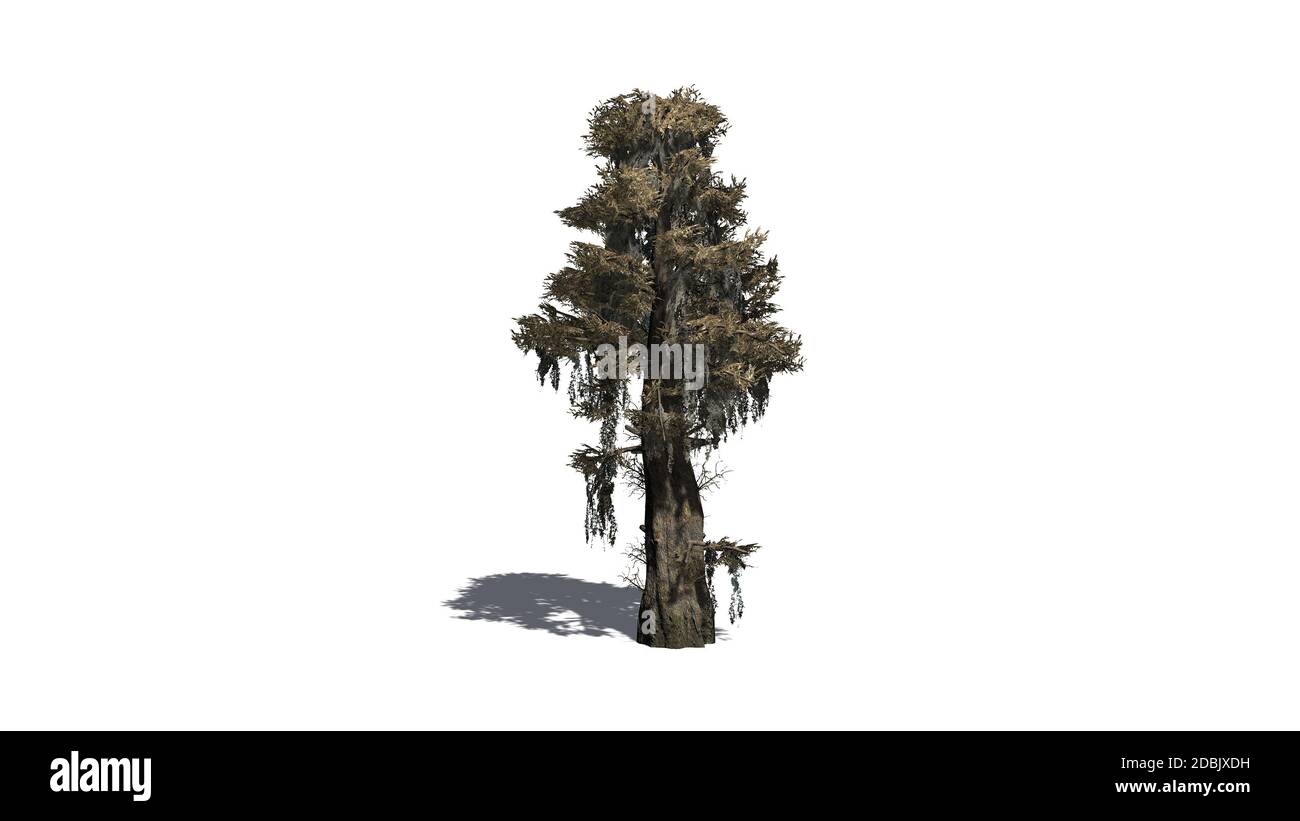 Bald Cypress tree in autumn - isolated on white background Stock Photo ...