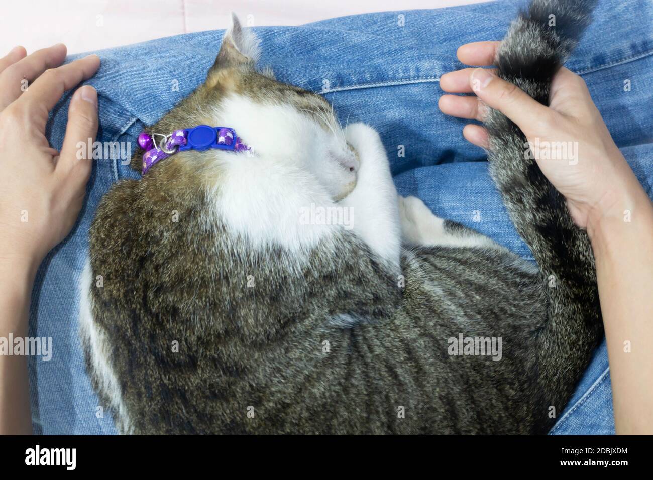 Lap body area hi-res stock photography and images - Alamy