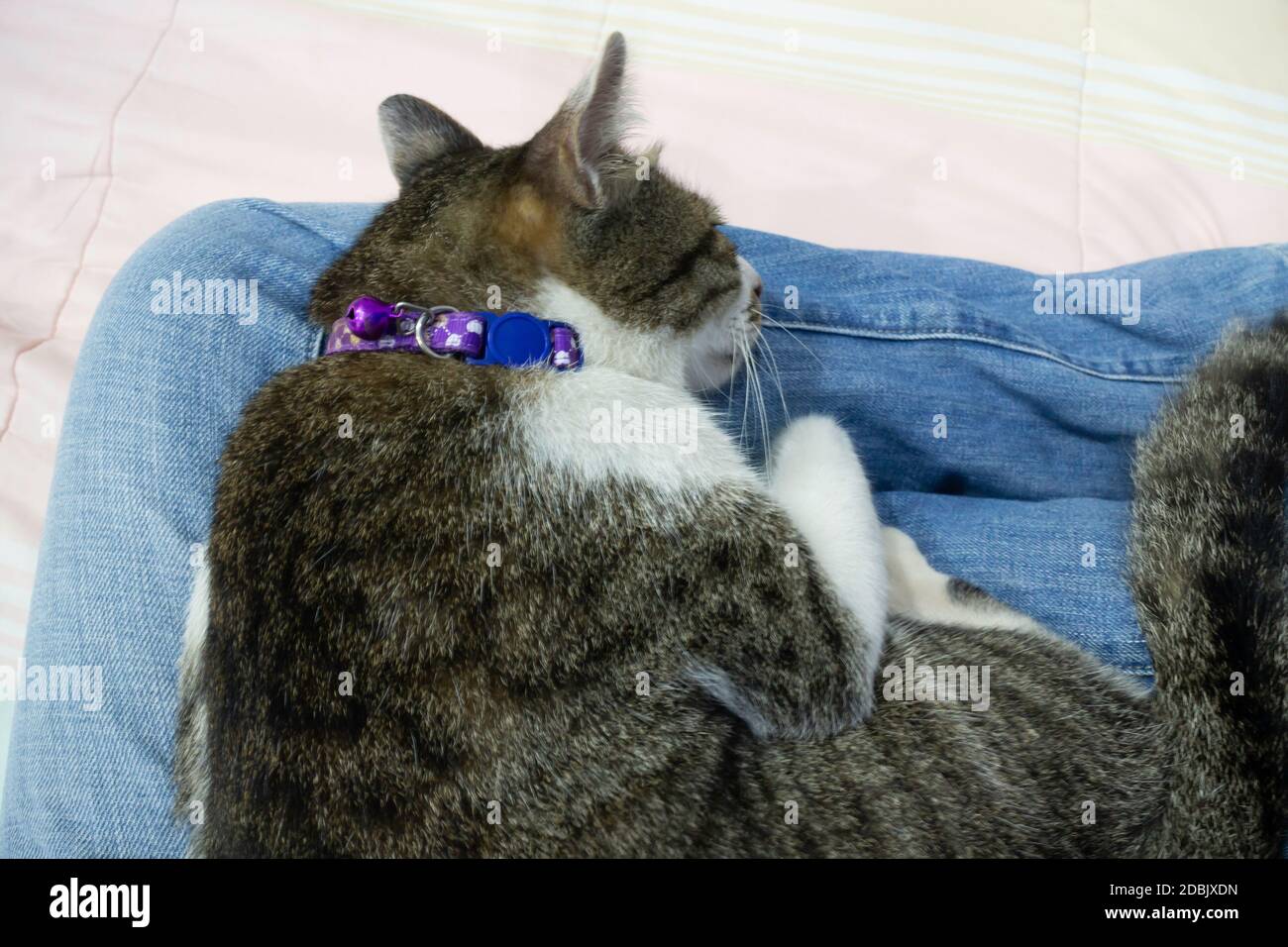 Lap body area hi-res stock photography and images - Alamy