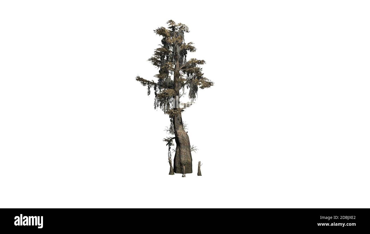 Bald Cypress tree in autumn - isolated on white background Stock Photo ...