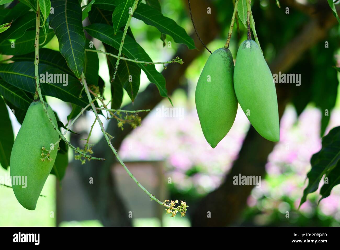 Barracuda Mango On the tree in the garden, Fresh green barracuda mango ...