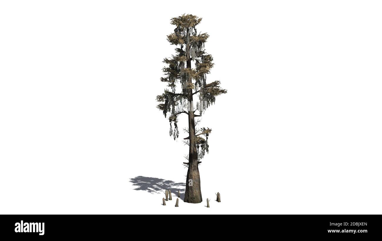 Tree in swamp Cut Out Stock Images & Pictures - Alamy