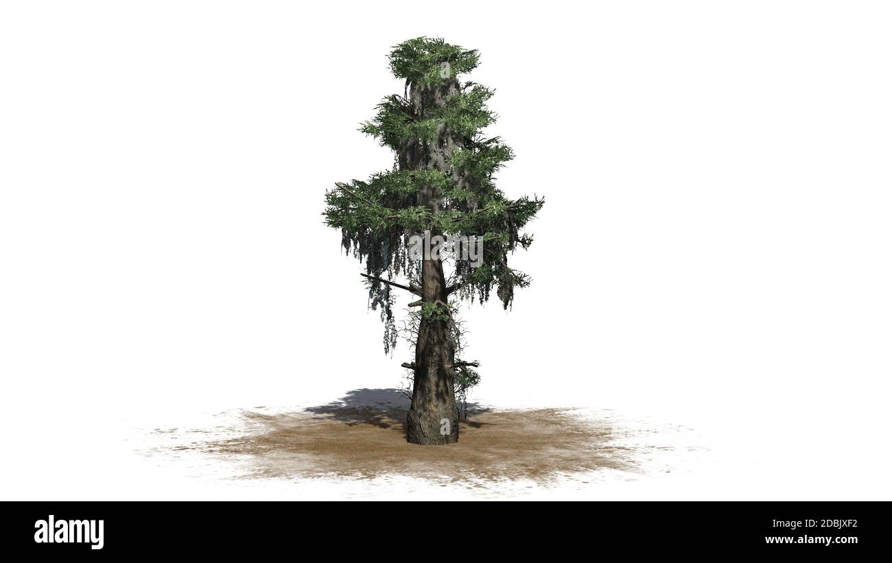 Bald Cypress tree - isolated on white background Stock Photo - Alamy