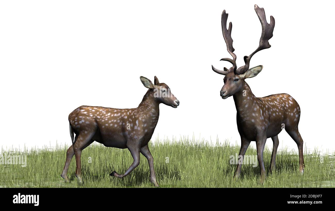 Deer in front on a white background Stock Photo - Alamy