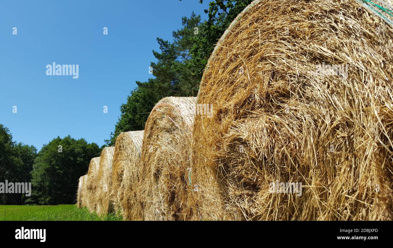 Straw bales in roll form Stock Photo - Alamy