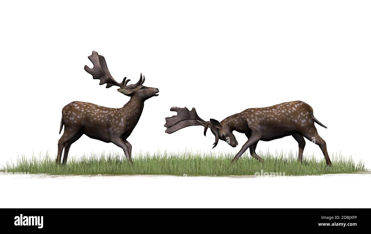 Deer in front on a white background Stock Photo - Alamy