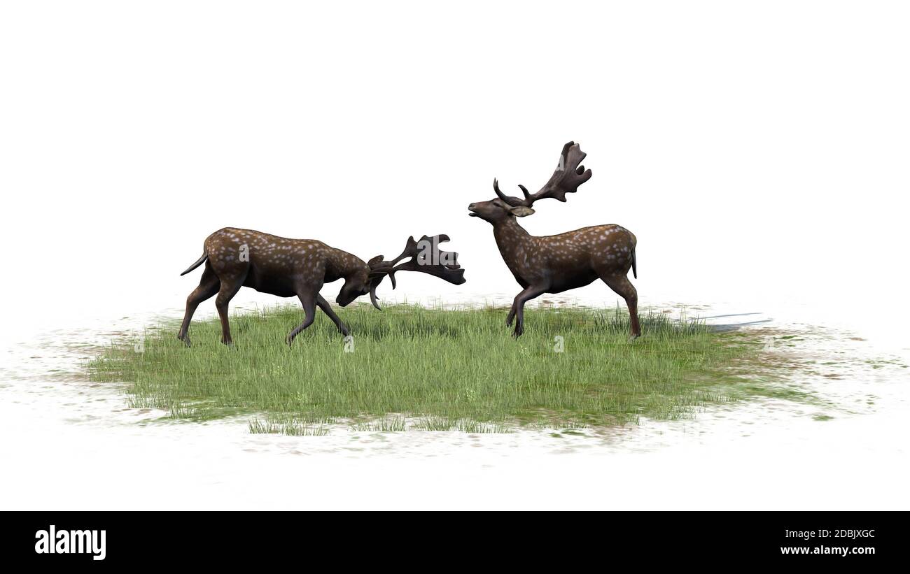 Deer in front on a white background Stock Photo - Alamy