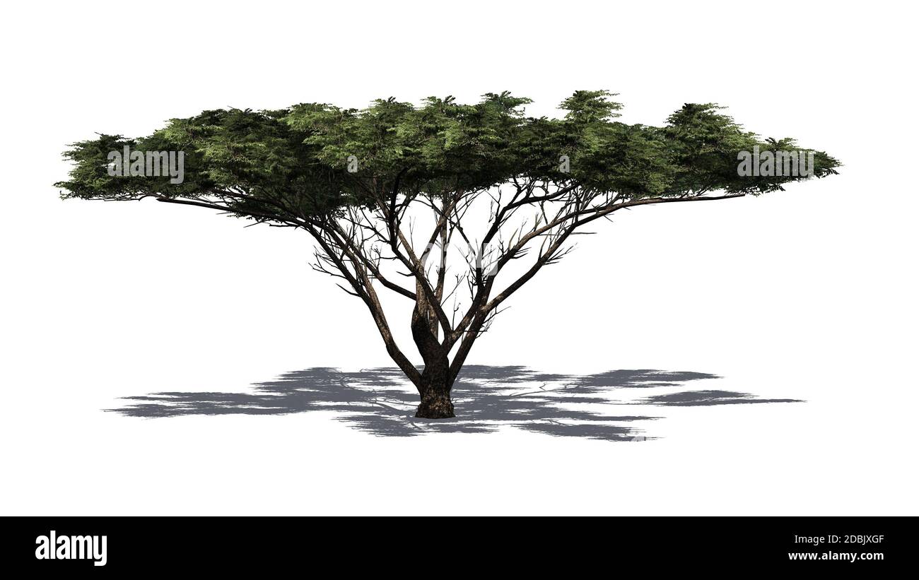 Umbrella Thorn Tree with shadow on the floor - isolated on white ...
