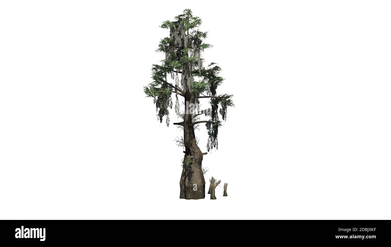 Cypress tree landscape Cut Out Stock Images & Pictures - Alamy