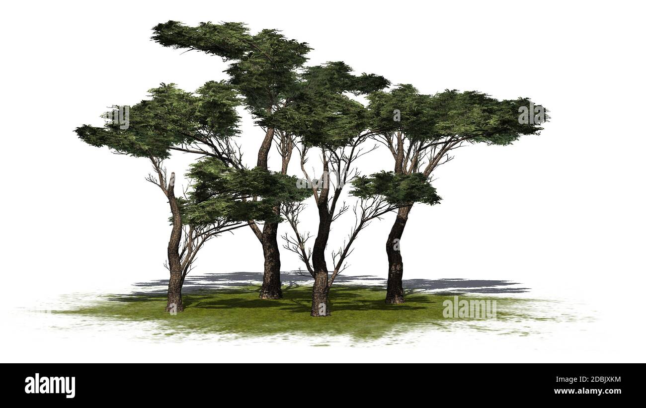 Umbrella Thorn Acacia Drawing