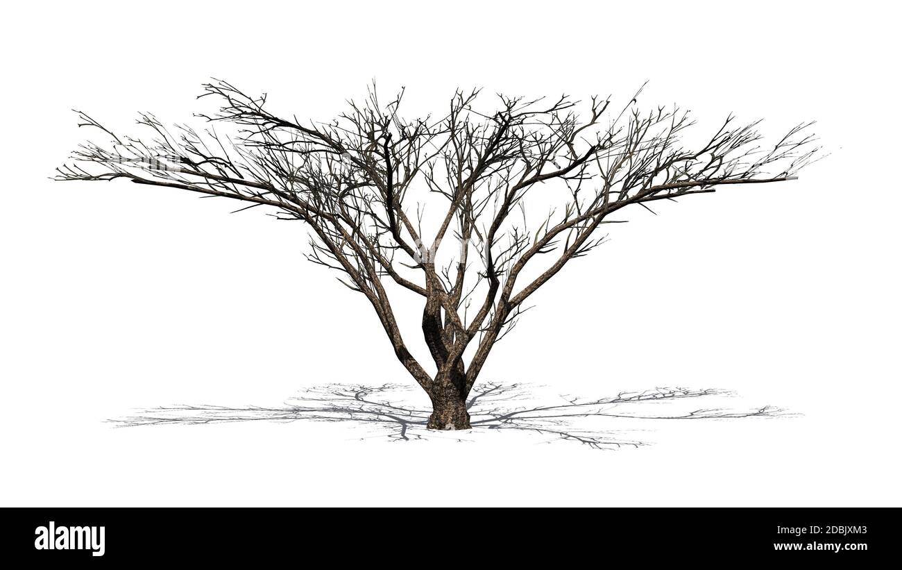 Umbrella Thorn Tree in the winter with shadow on the floor - isolated ...