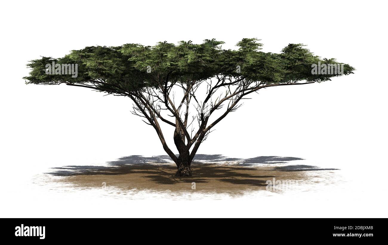 Umbrella Thorn Acacia Drawing