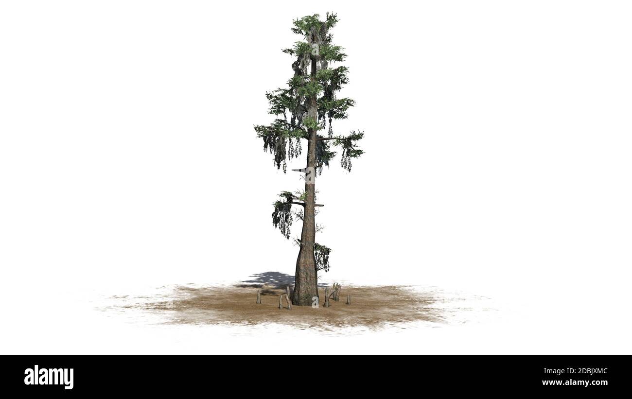 Bald Cypress tree - isolated on white background Stock Photo - Alamy
