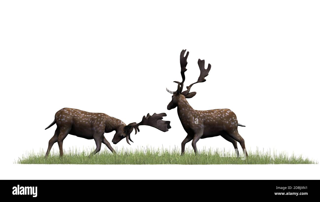 Deer in front on a white background Stock Photo - Alamy