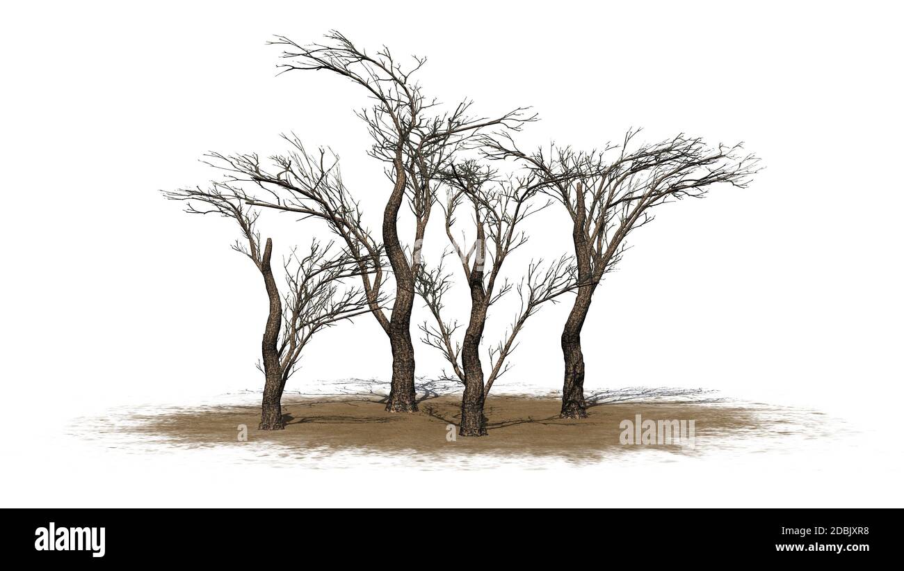 various Umbrella Thorn Trees in the winter with shadow on the floor ...