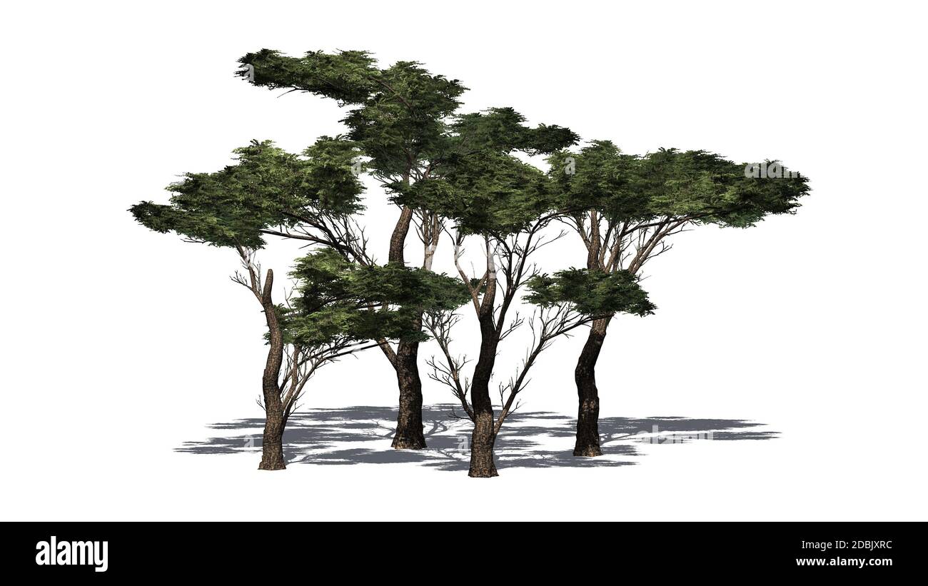 several various Umbrella Thorn Trees with shadow on the floor ...