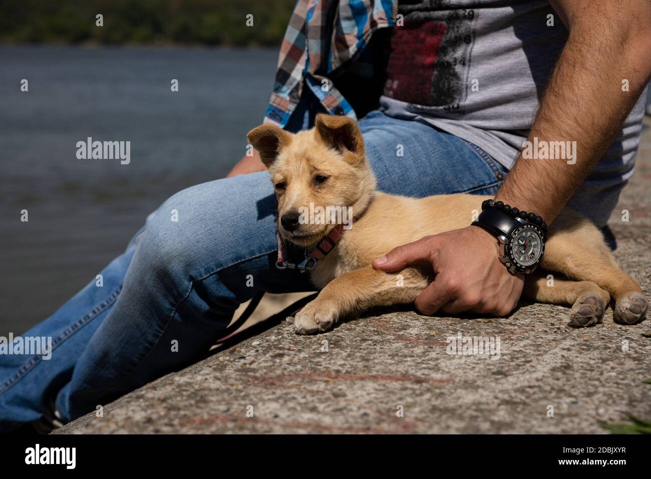 Puppy being petted by his owner. Cute, adorable baby animals Stock ...